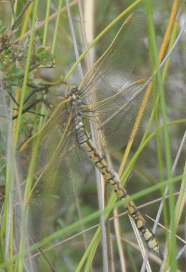 Australian Emperor from Totness SA 5251, Australia on March 01, 2023 at ...
