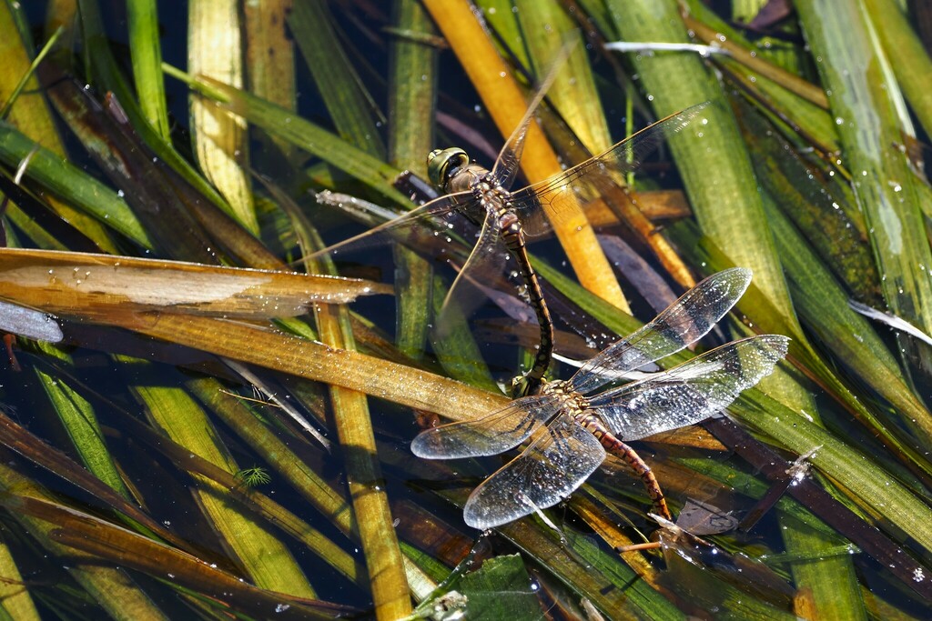 Australian Emperor from Whispering Wall, Williamstown SA 5351 ...