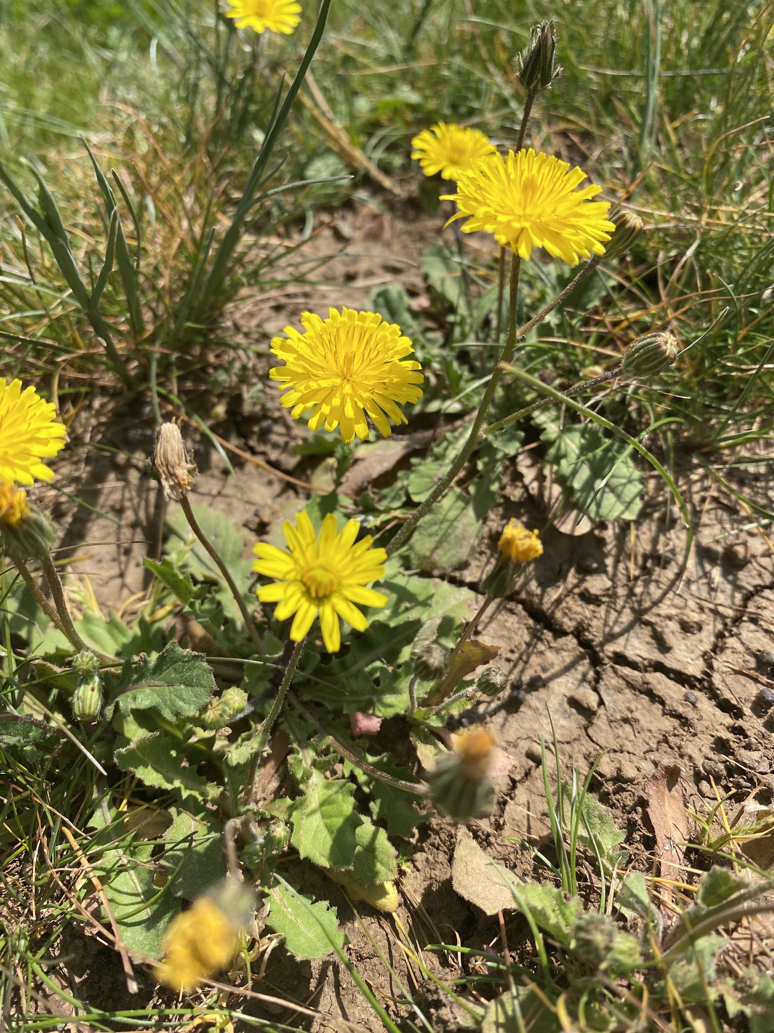 Crepis sancta (L.) Bornm.