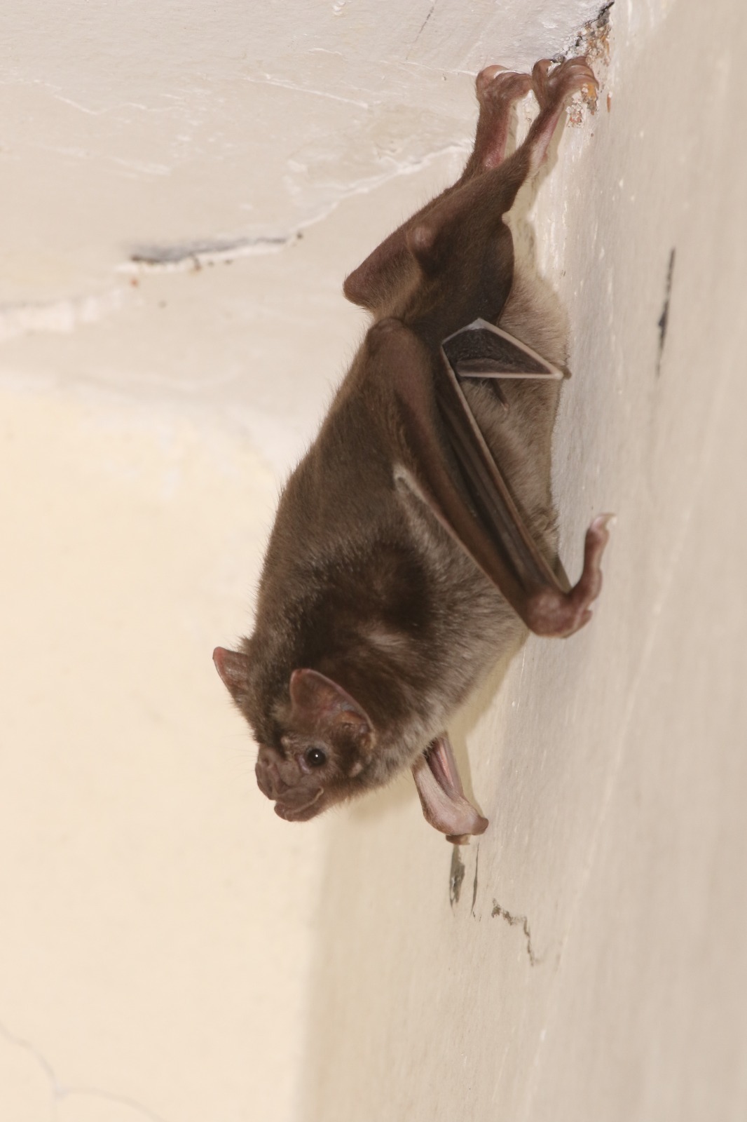 Desmodus rotundus (E.Geoffroy, 1810)