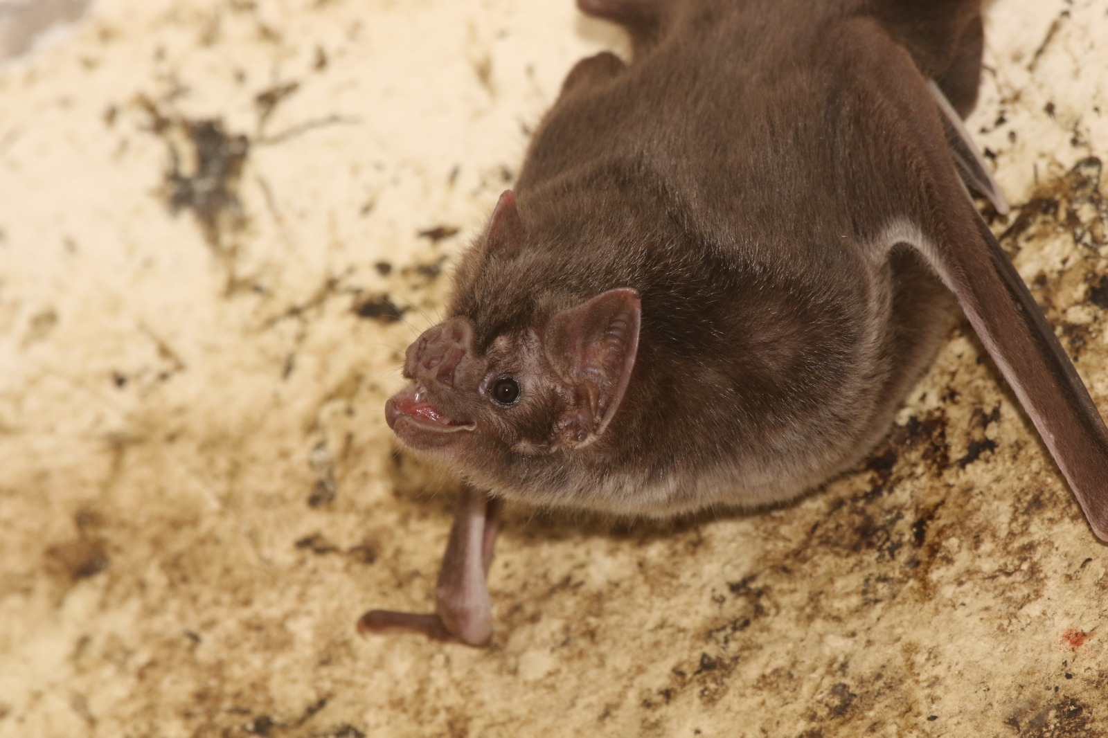 Desmodus rotundus (E.Geoffroy, 1810)