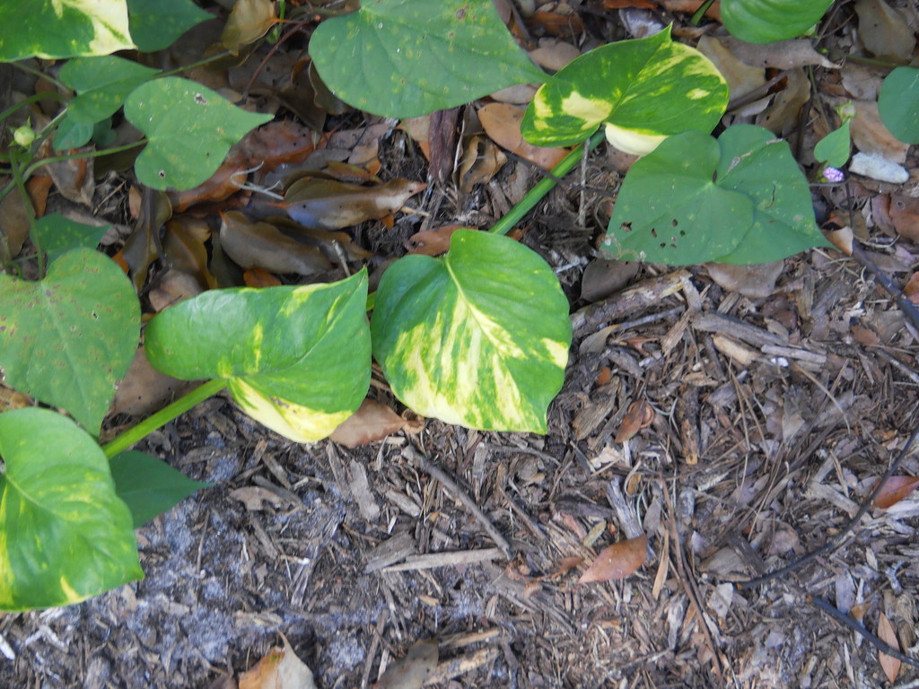 Golden Pothos from Mead Botanical Garden, Winter Park, Florida, US on ...