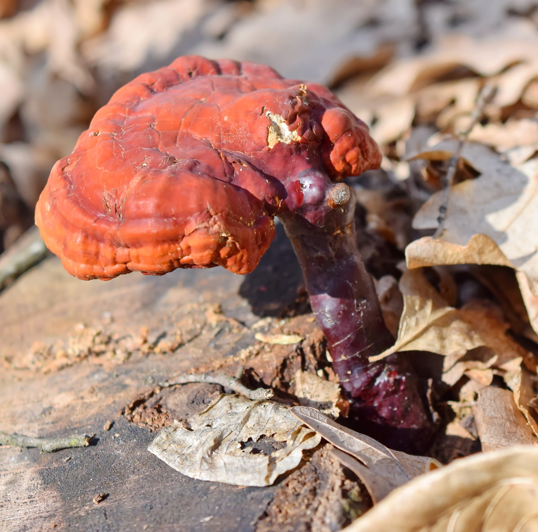 Ganoderma lucidum (Curtis) P.Karst.