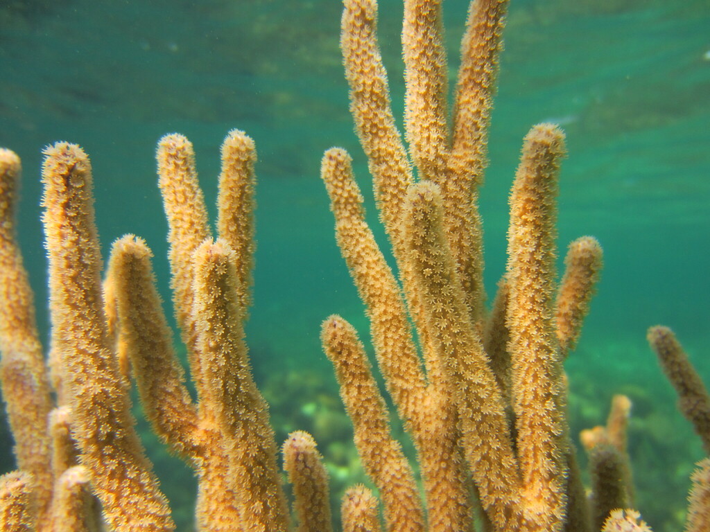 Knobby Sea Rods from West End, Honduras on September 6, 2015 at 07:40 ...