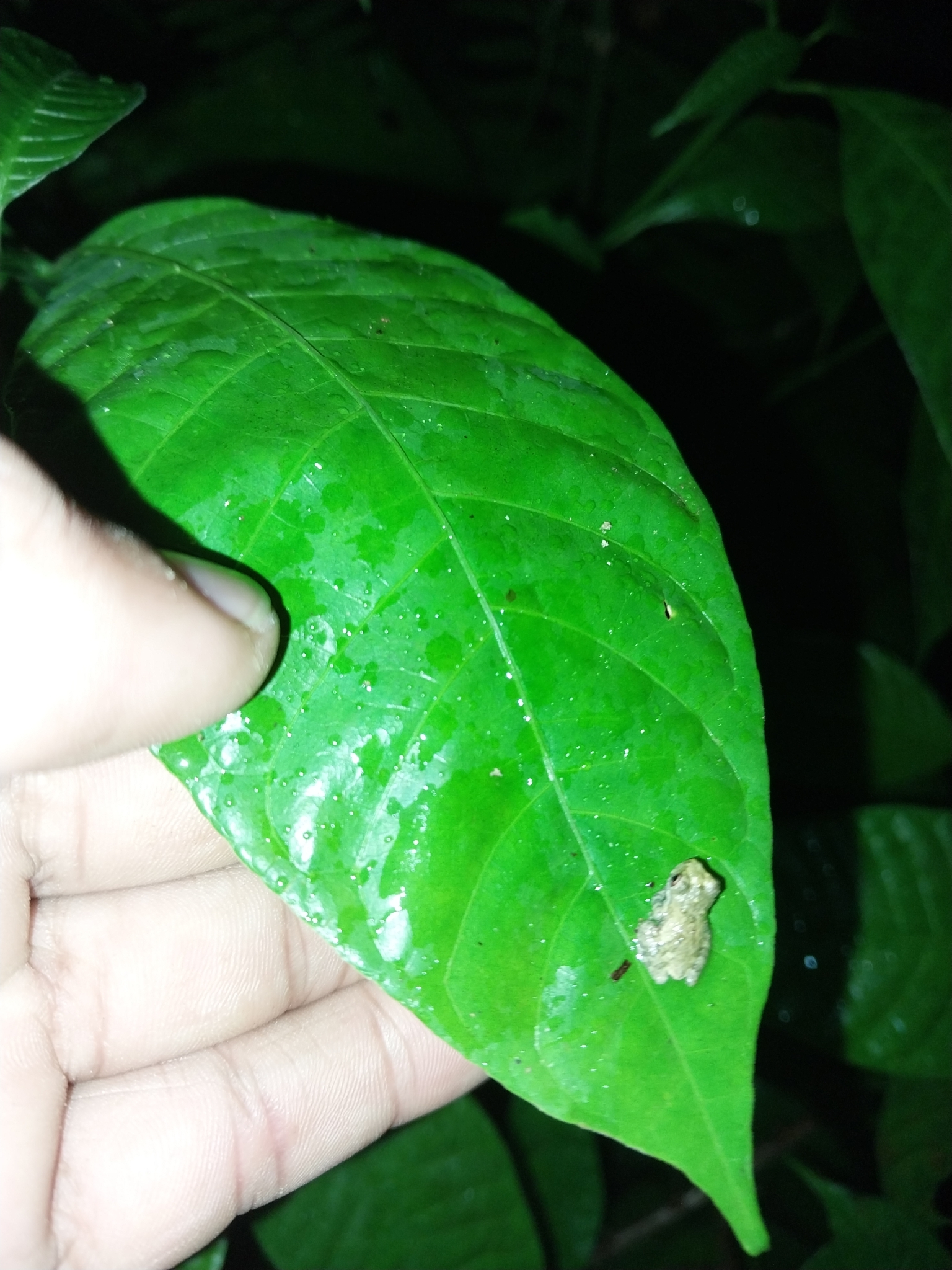 Flectonotus fitzgeraldi (Parker, 1934)