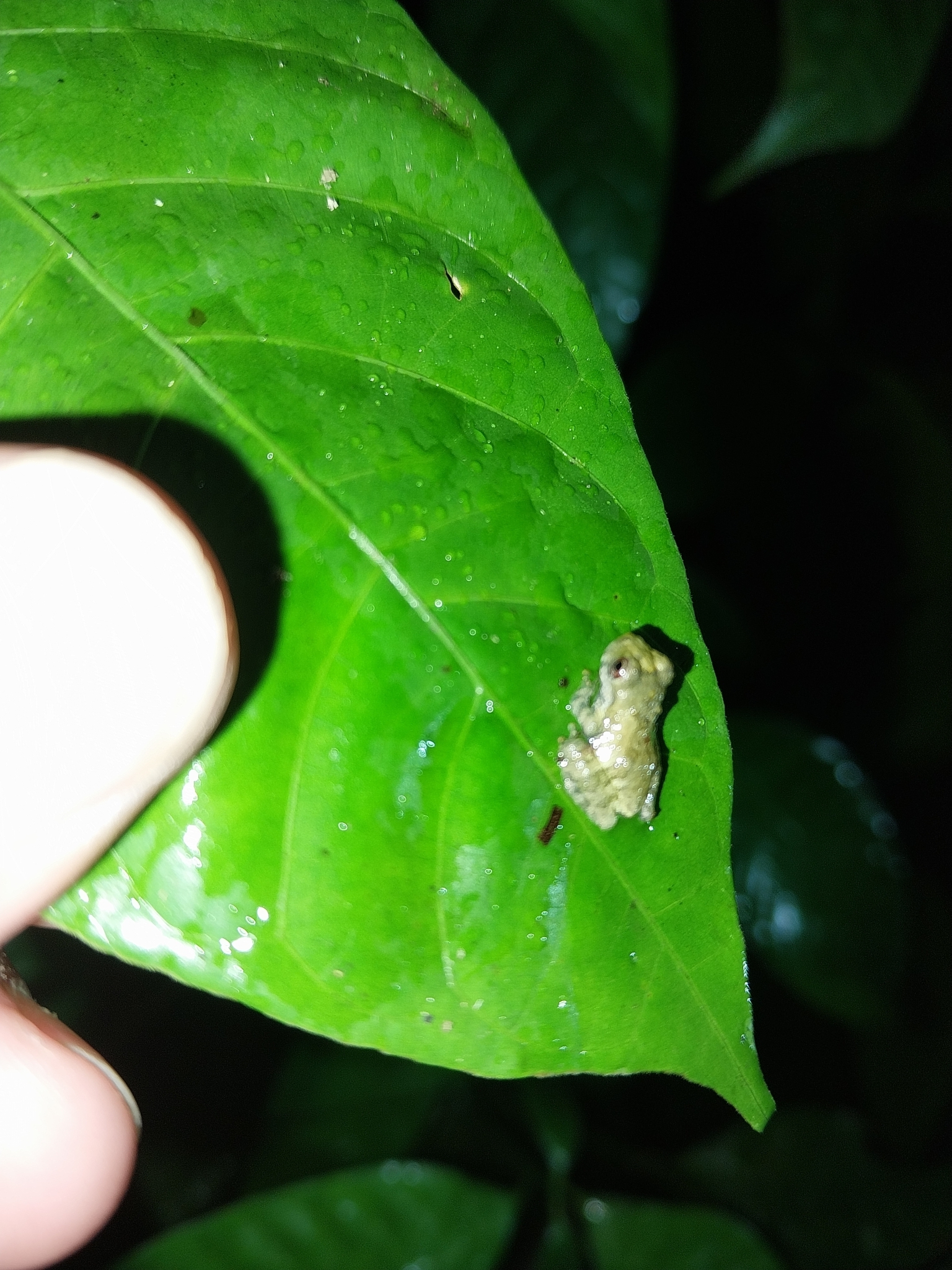 Flectonotus fitzgeraldi (Parker, 1934)