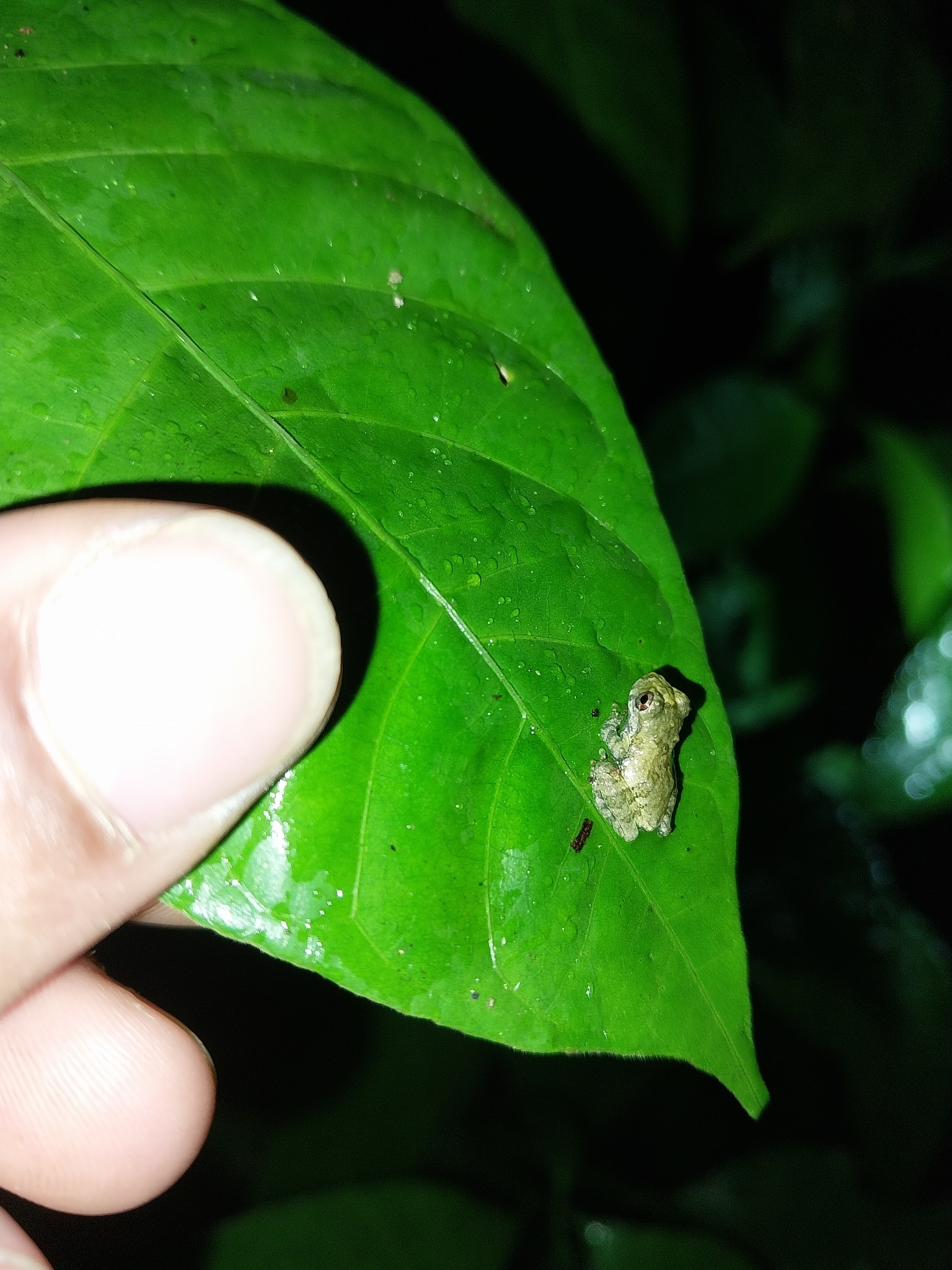 Flectonotus fitzgeraldi (Parker, 1934)