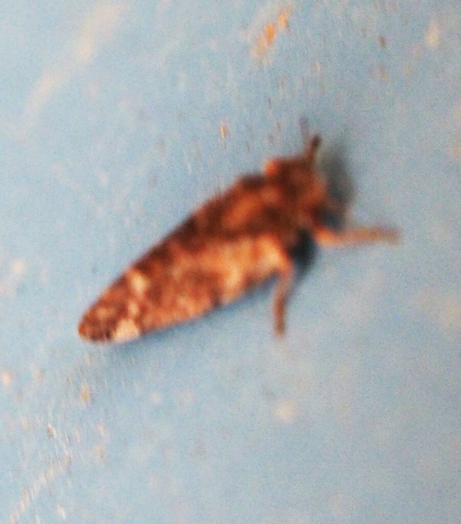 Hackberry Gall Psyllids from 312 Burr Oak St, Albion, MI 49224, USA on ...