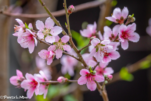 Photo 258670860, (c) Derrick L. Mims, some rights reserved (CC BY-NC ...