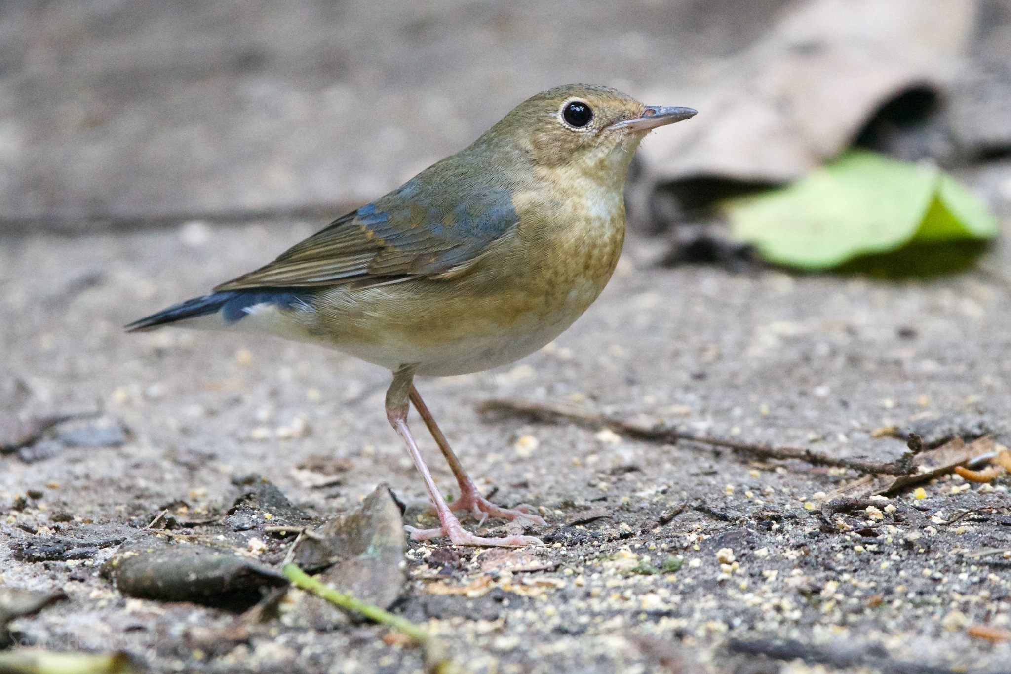 Luscinia cyane (Pallas, 1776)