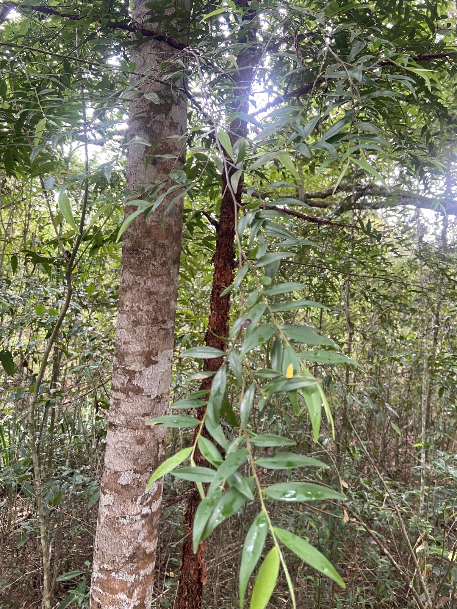 Xylopia L.