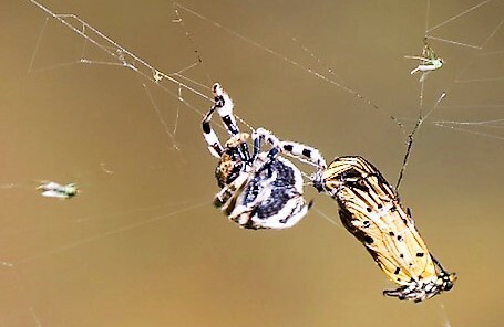 Acraea encedon Linnaeus, 1758