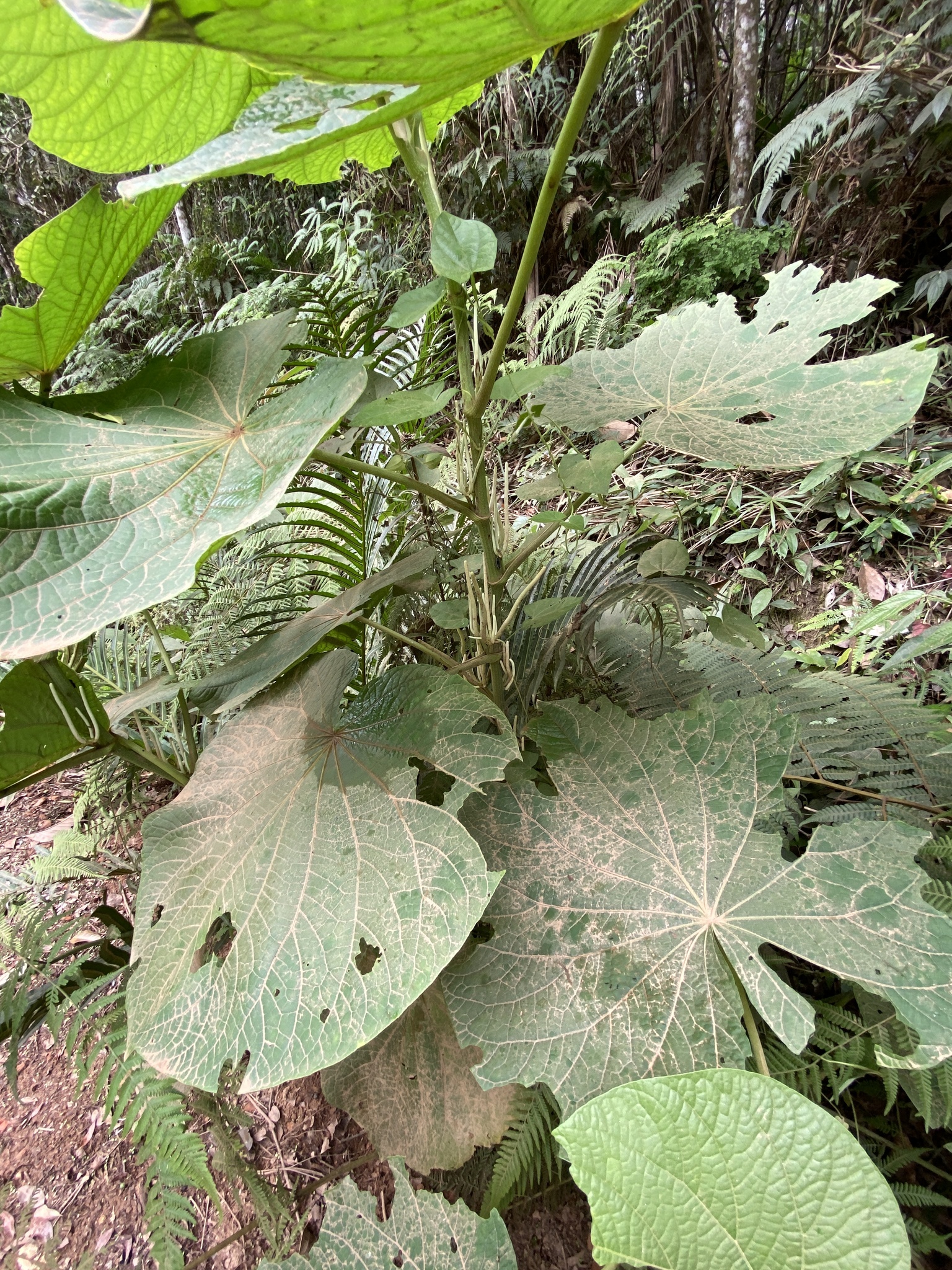 Piper umbellatum L.