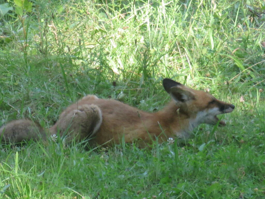 Red Fox from Wildlife Observation Center Access Rd, Gillette, NJ 07933 ...