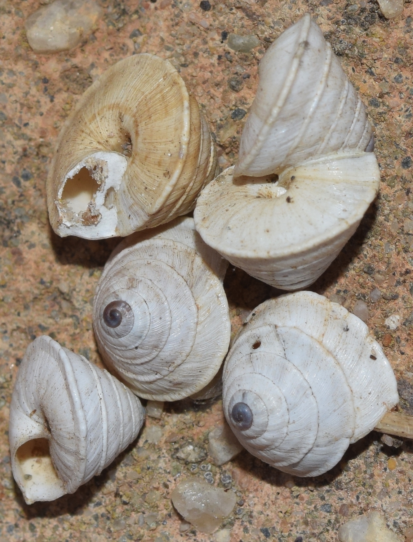 Trochoidea elegans (Gmelin, 1791)