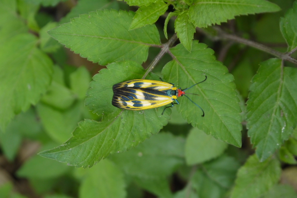 Soritia strandi from 978台灣花蓮縣瑞穗鄉 on February 19, 2015 at 12:46 PM by ...