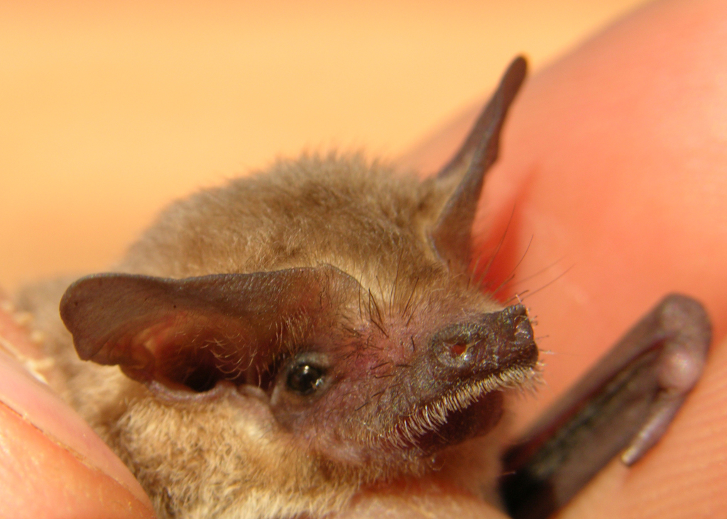 Bristle-faced free-tailed bat (Setirostris eleryi) - Know Your Mammals