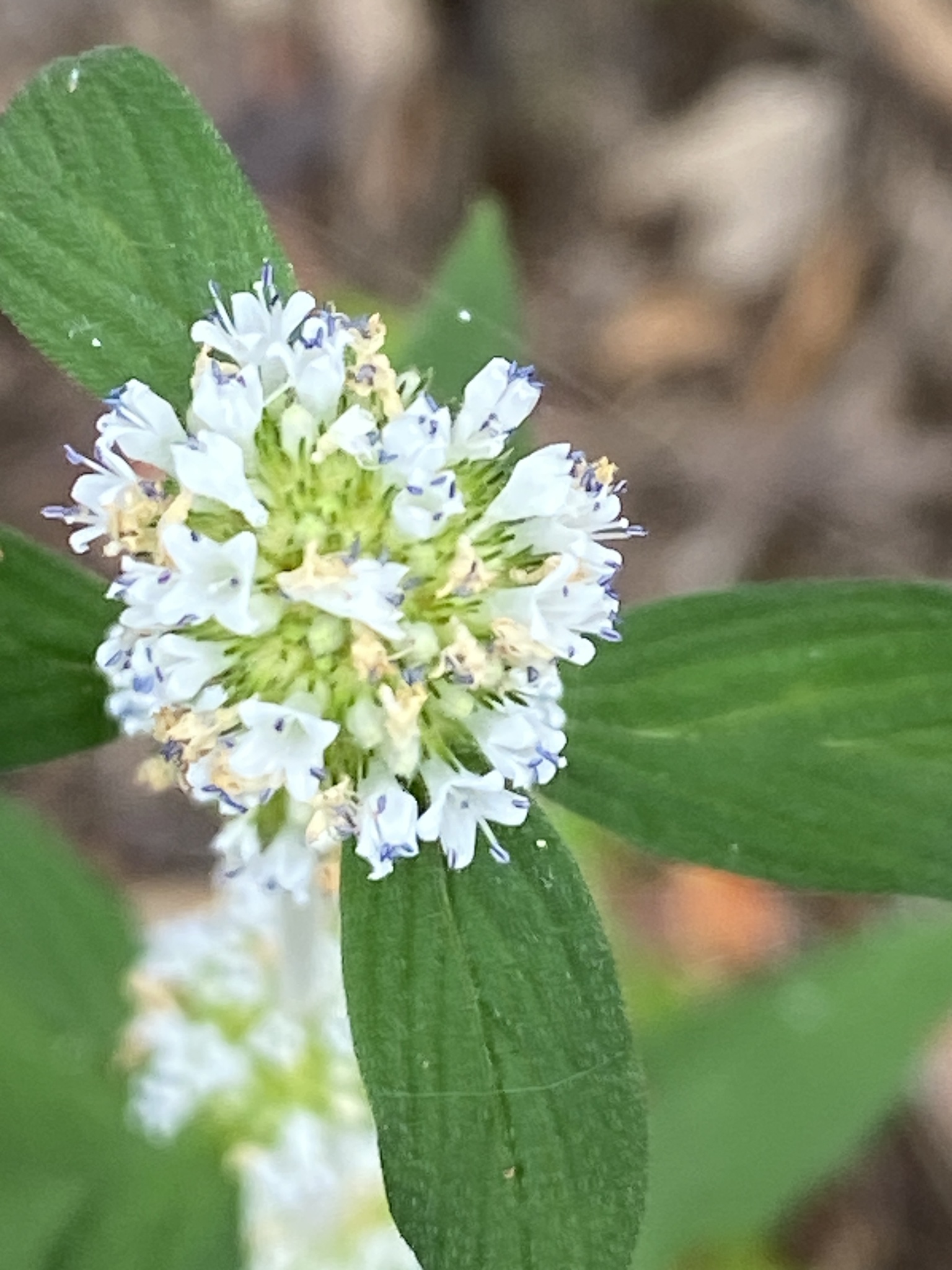 Spermacoce ocymoides Burm.f.