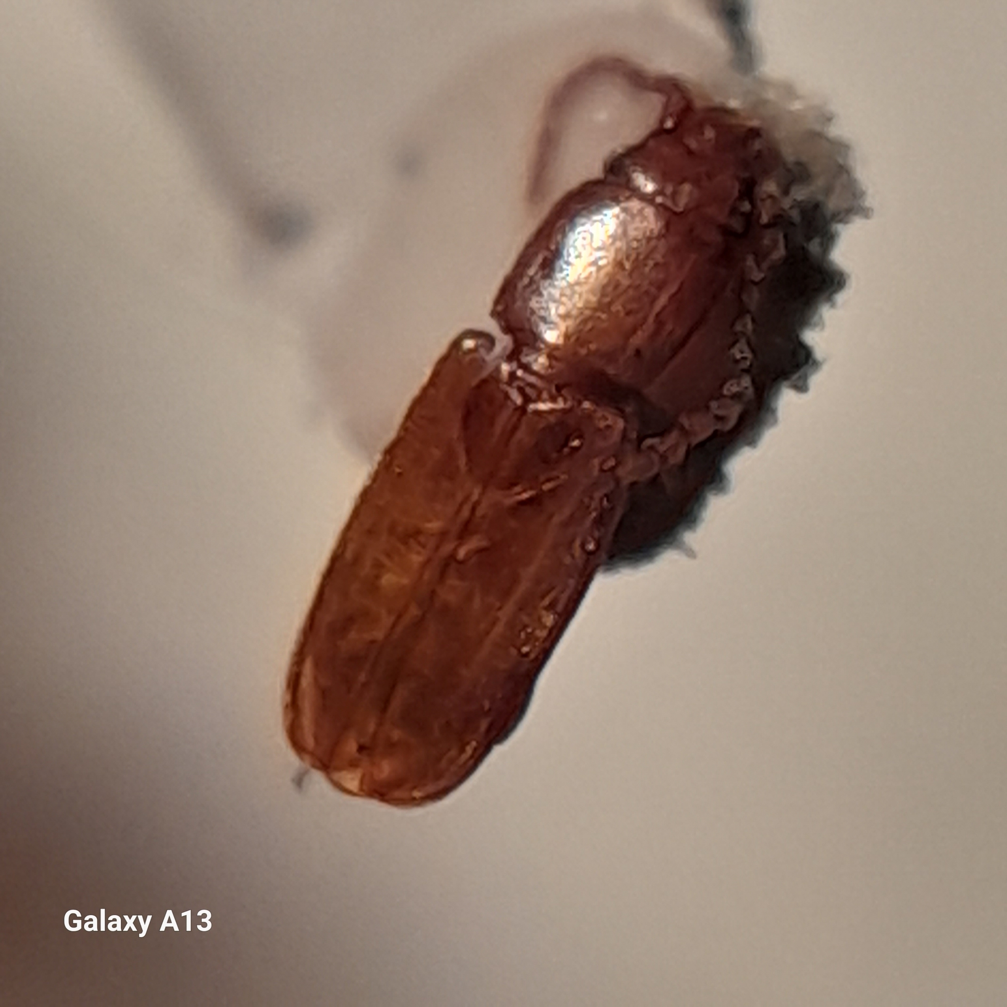 Placonotus MacLeay, 1871