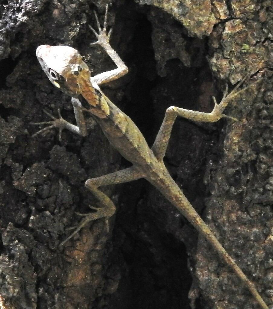 Elliot's Forest Lizard from wayanad wild on February 26, 2023 at 03:18 ...