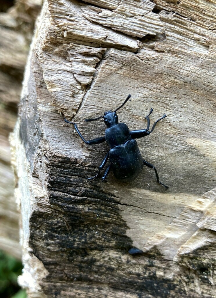 Pycnocerini from Kanungu, Uganda on February 15, 2023 at 02:21 PM by ...