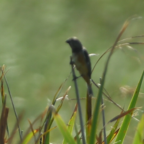 Sporophila ruficollis Cabanis, 1851