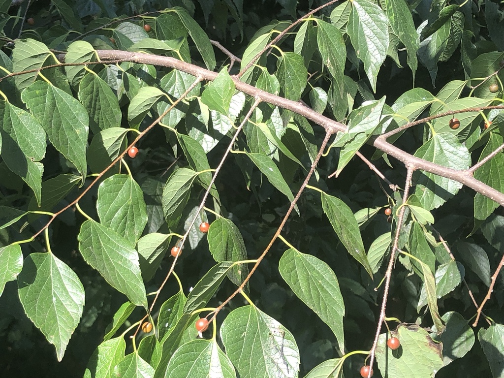 hackberries from Parramatta, NSW, AU on March 2, 2023 at 04:57 PM by ...