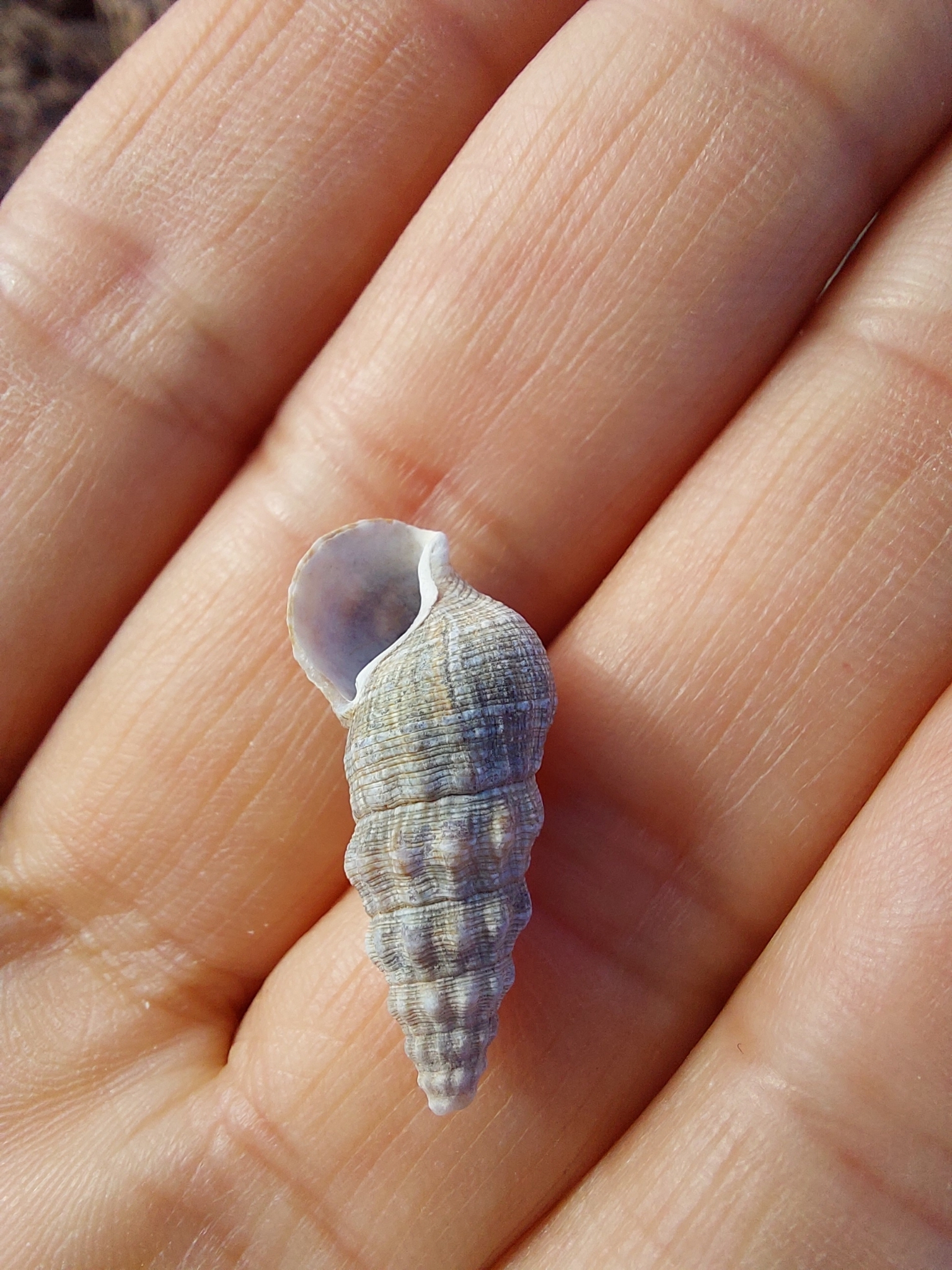 Cerithium lividulum Risso, 1826
