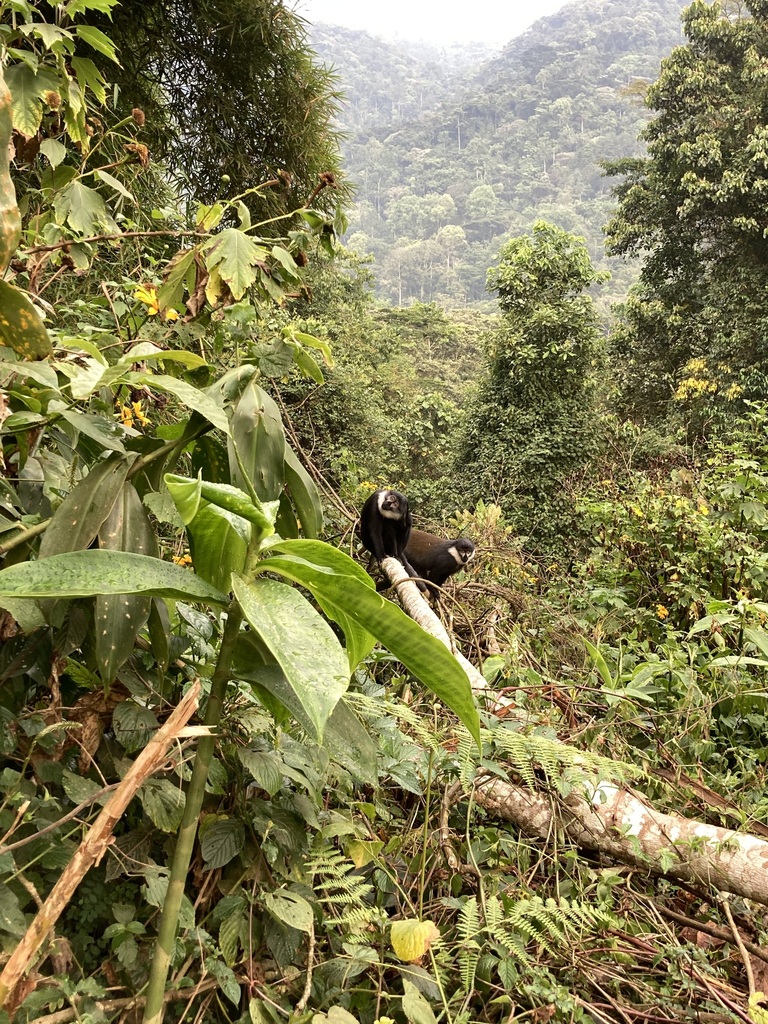 L'Hoest's Monkey in February 2023 by pbulman · iNaturalist