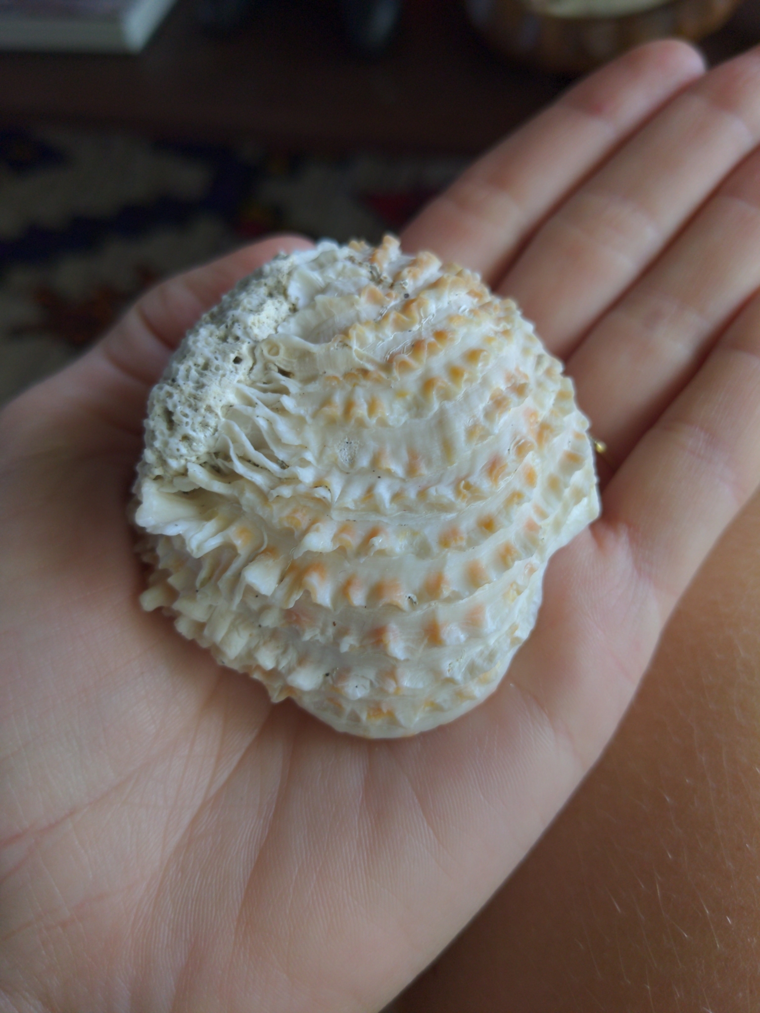 Chama macerophylla Gmelin, 1791