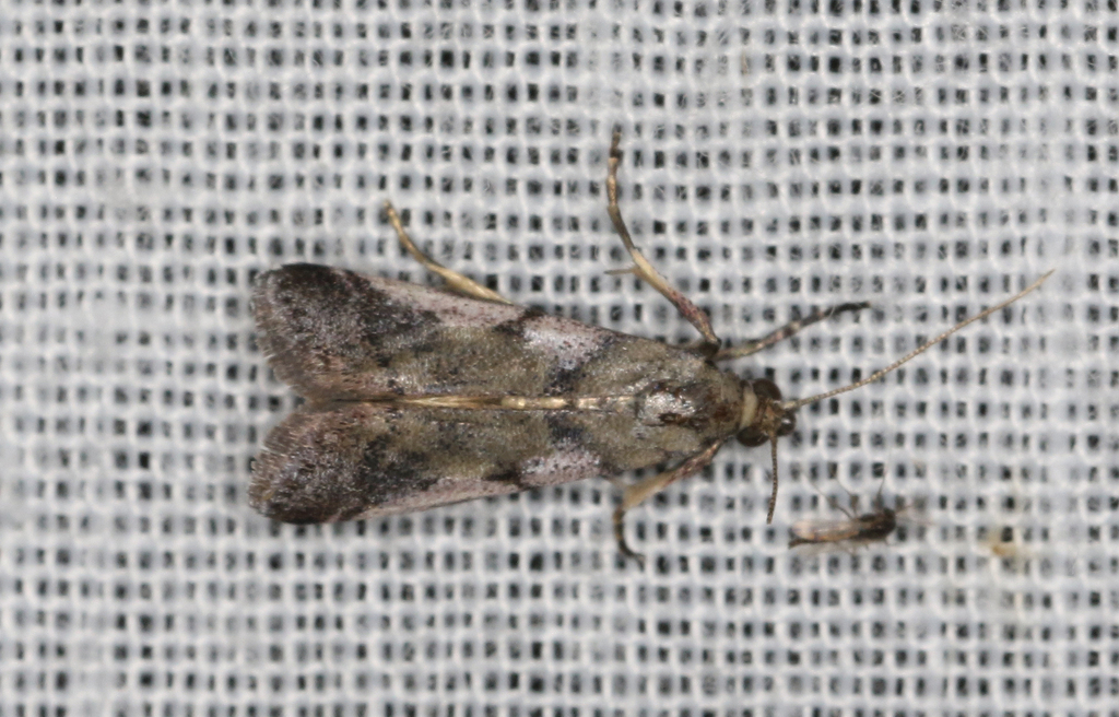 Assara holophragma from 674 Jumbuk Rd, Jeeralang Junction VIC 3840 ...