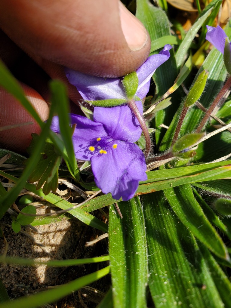 Texas Spiderwort from Montgomery County, TX, USA on February 21, 2023 ...