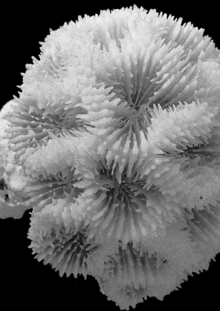 Pineapple Coral in January 2000 by Tomas Cedhagen. These corals were ...