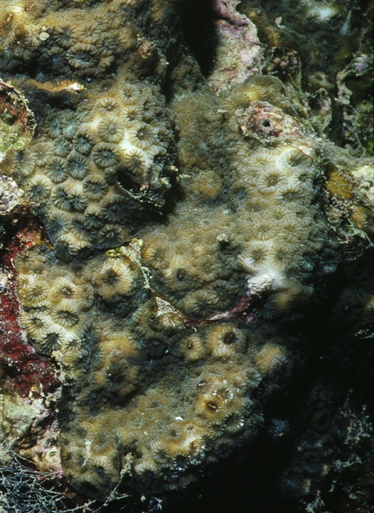 Dipsastraea in January 2000 by Tomas Cedhagen. These corals were ...