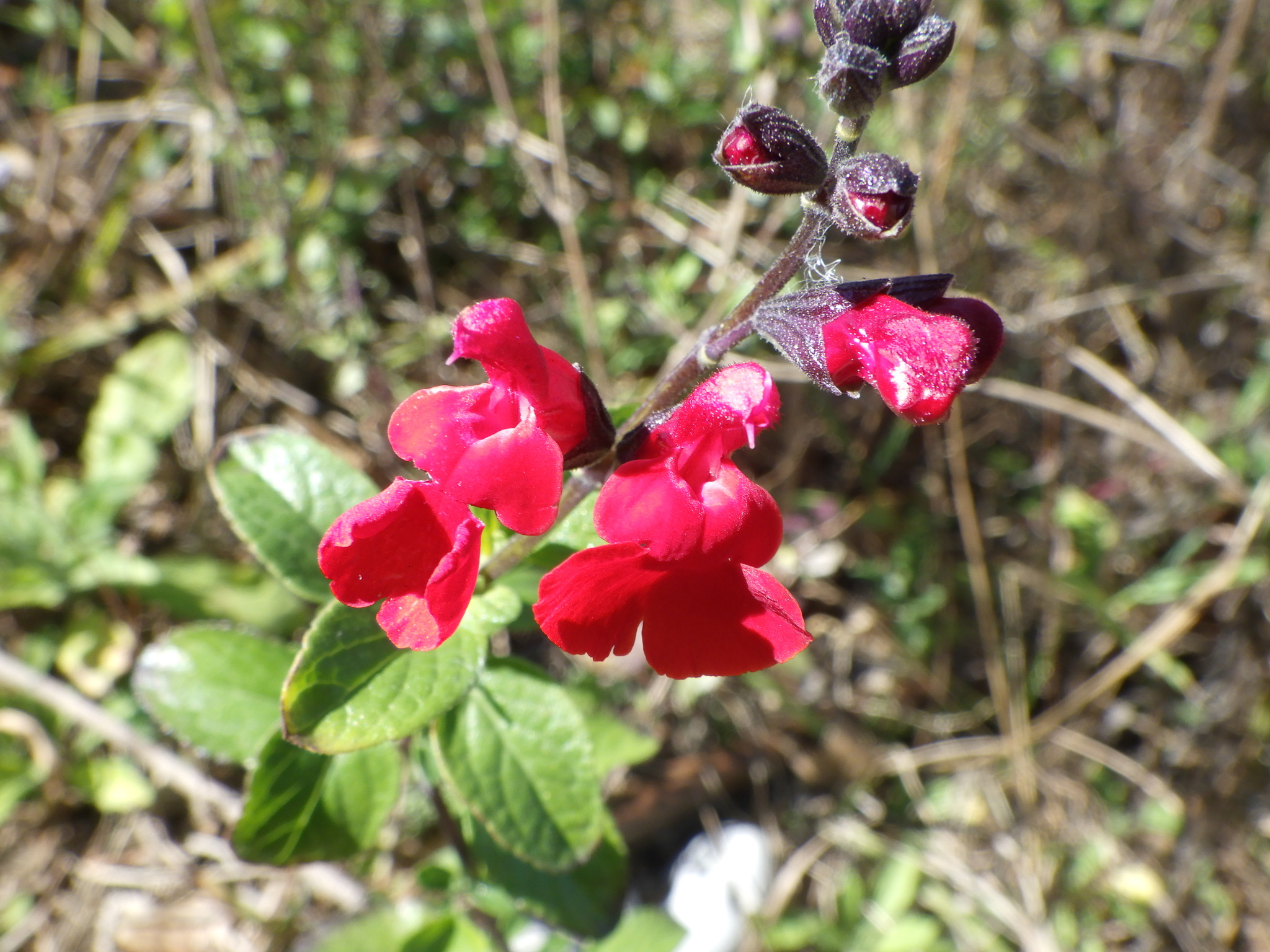 Salvia microphylla Kunth