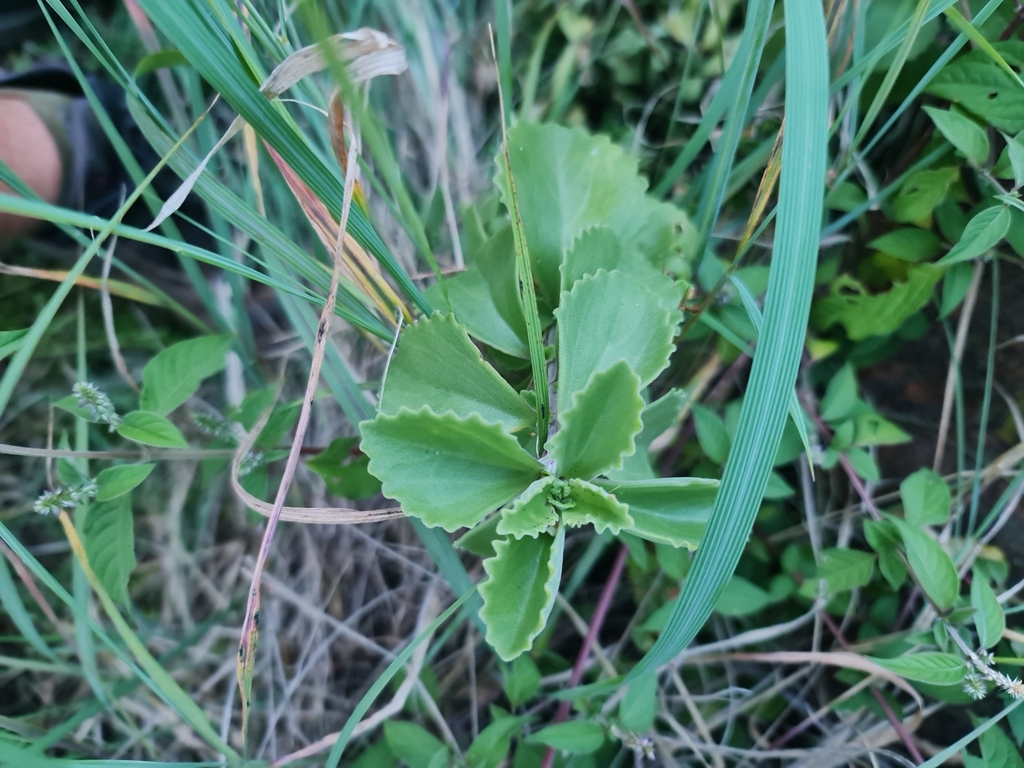 Spike Spurflower from Merafong City Local Municipality, South Africa on ...