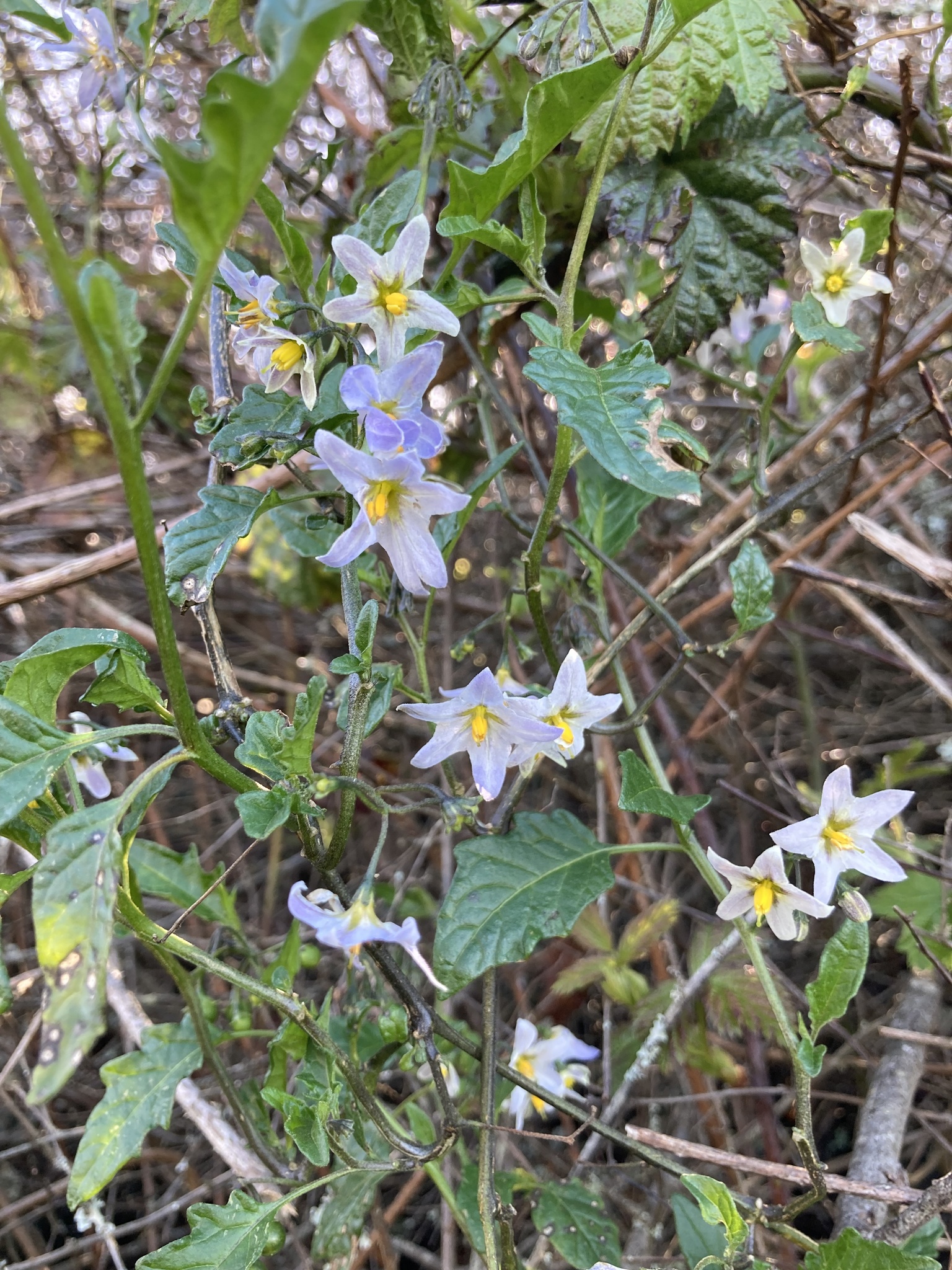 Solanum furcatum Dunal