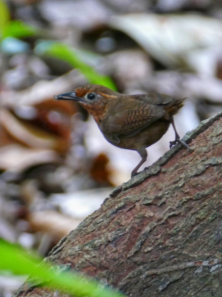 Musician Wren from 17000, Peru on August 27, 2019 at 01:37 AM by ...