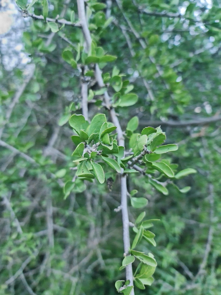 Cape-Lilac from Merafong City Local Municipality, South Africa on March ...