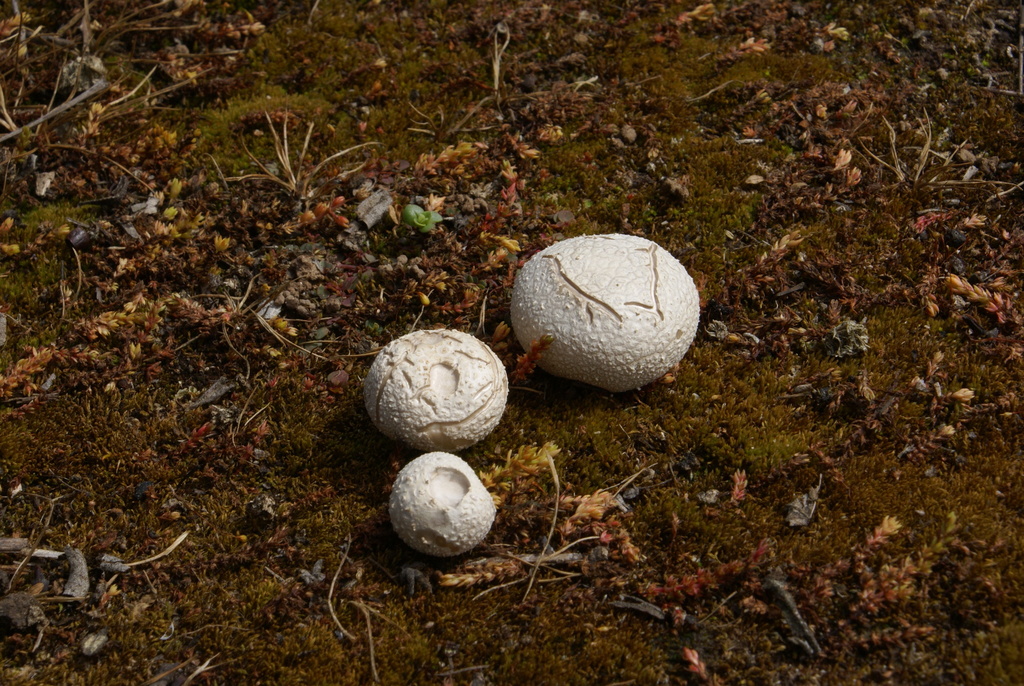 Bejines desde Talca, Región del Maule, Chile el01 de enero de 2006 de ...