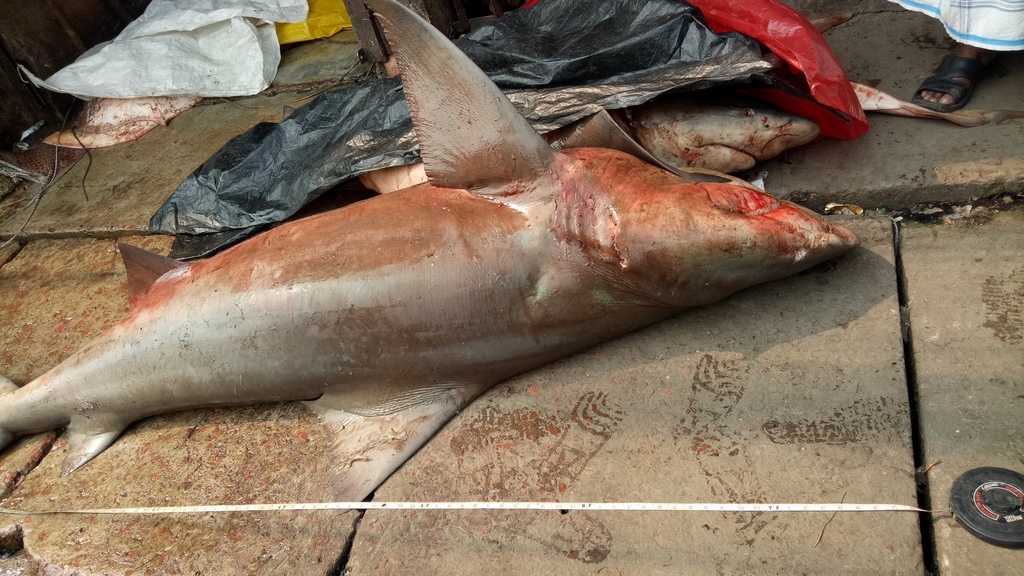 Ganges River Shark in February 2023 by Dilshad Farahnaz Tasnima ...