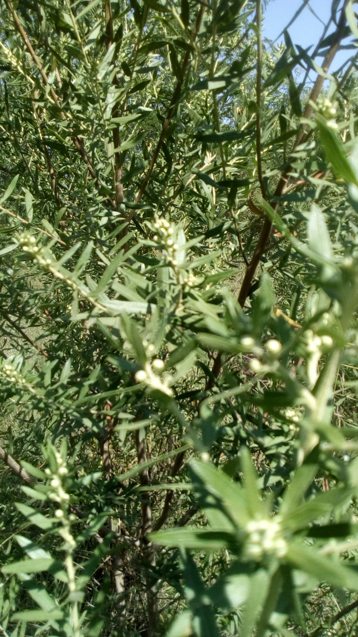 Baccharis dracunculifolia DC.