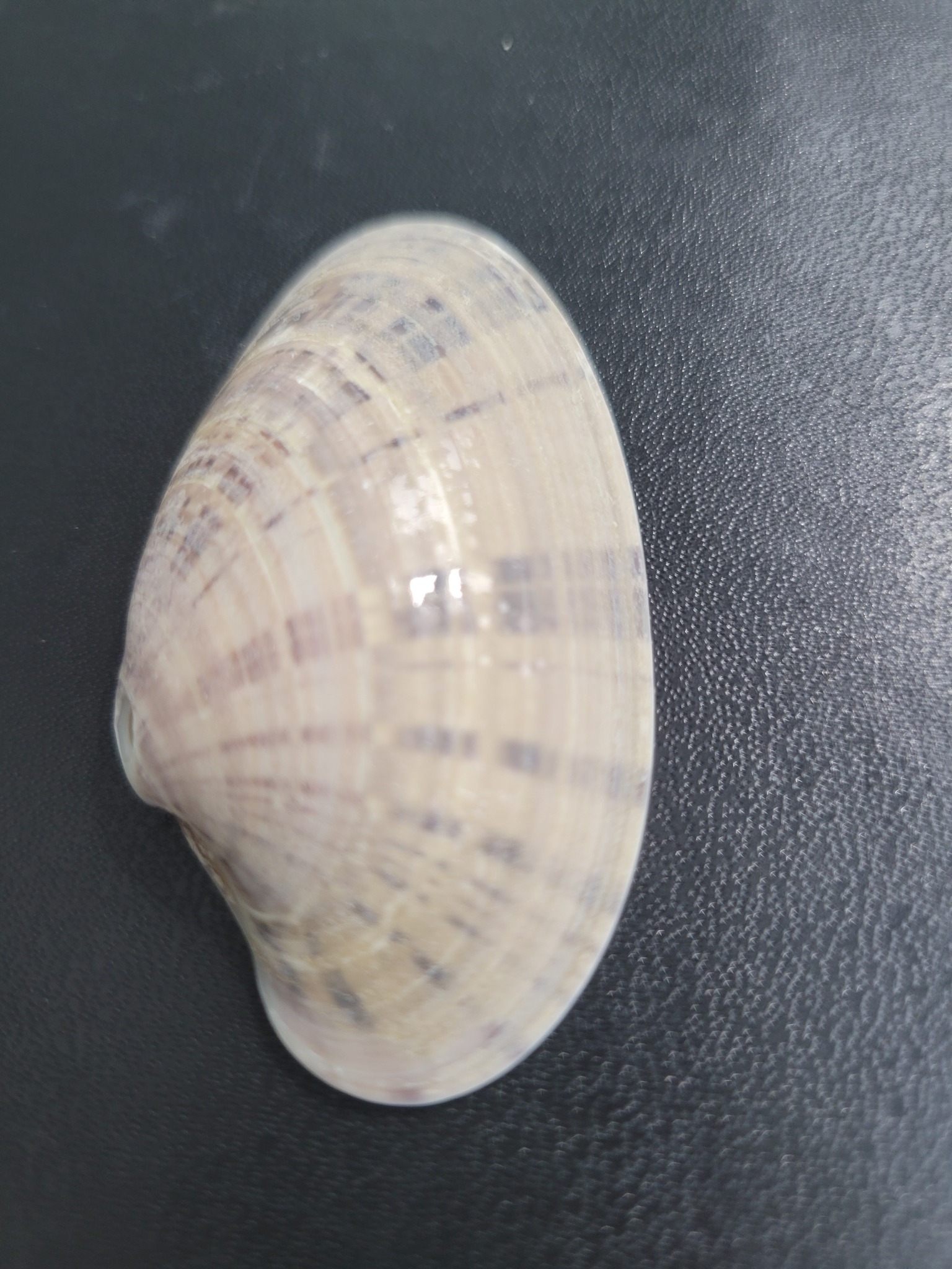 Macrocallista Meek, 1876