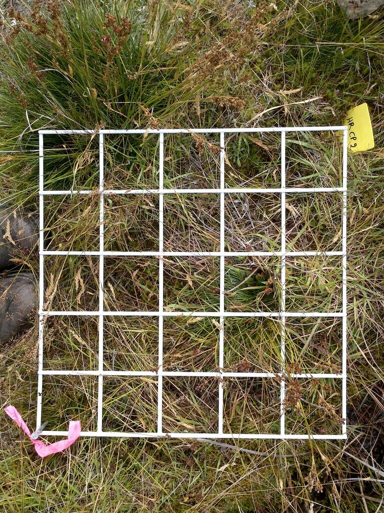 heath rush from Ashburton Lakes, New Zealand on March 1, 2023 at 10:58 ...