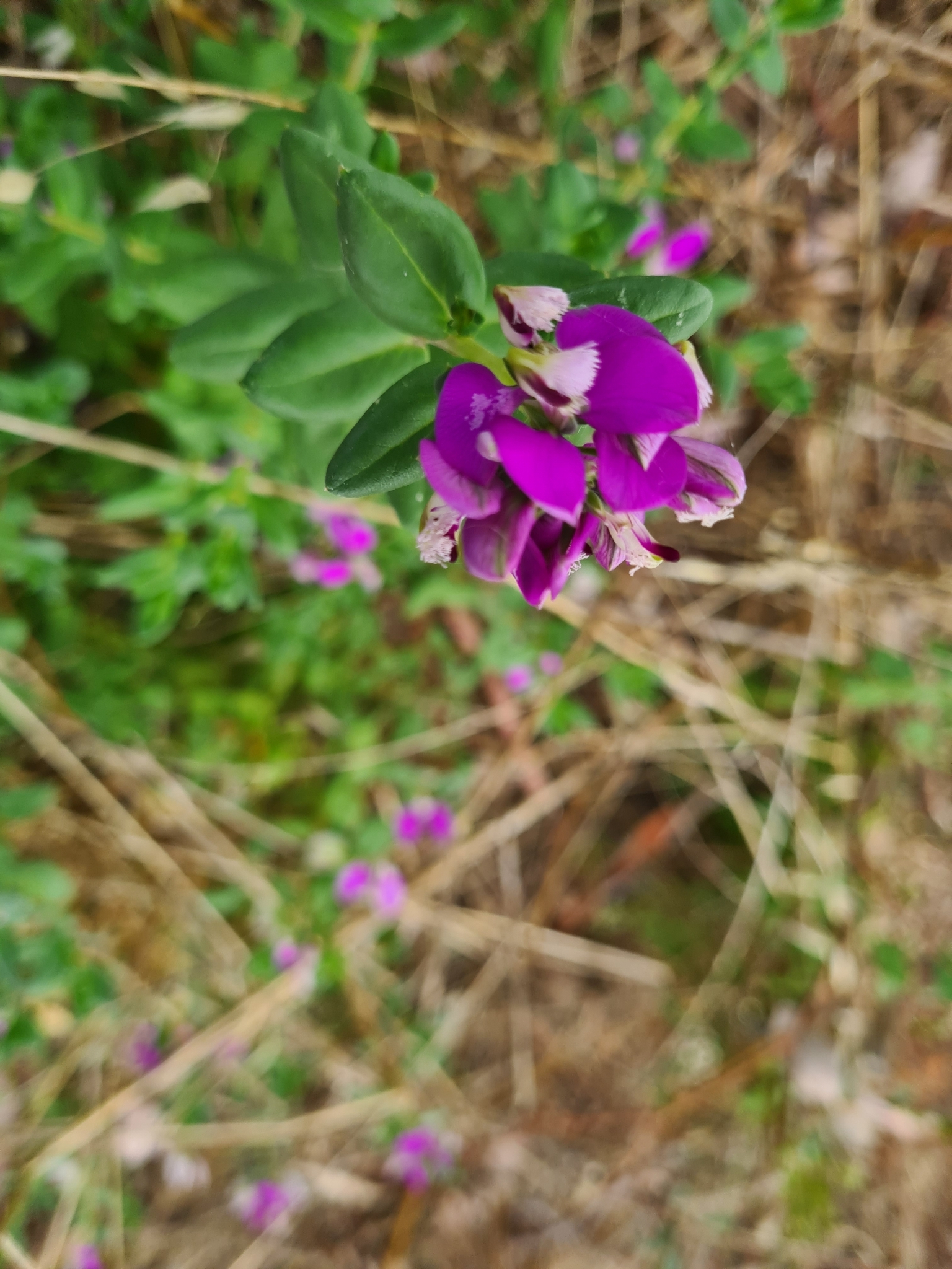 Polygala myrtifolia L.
