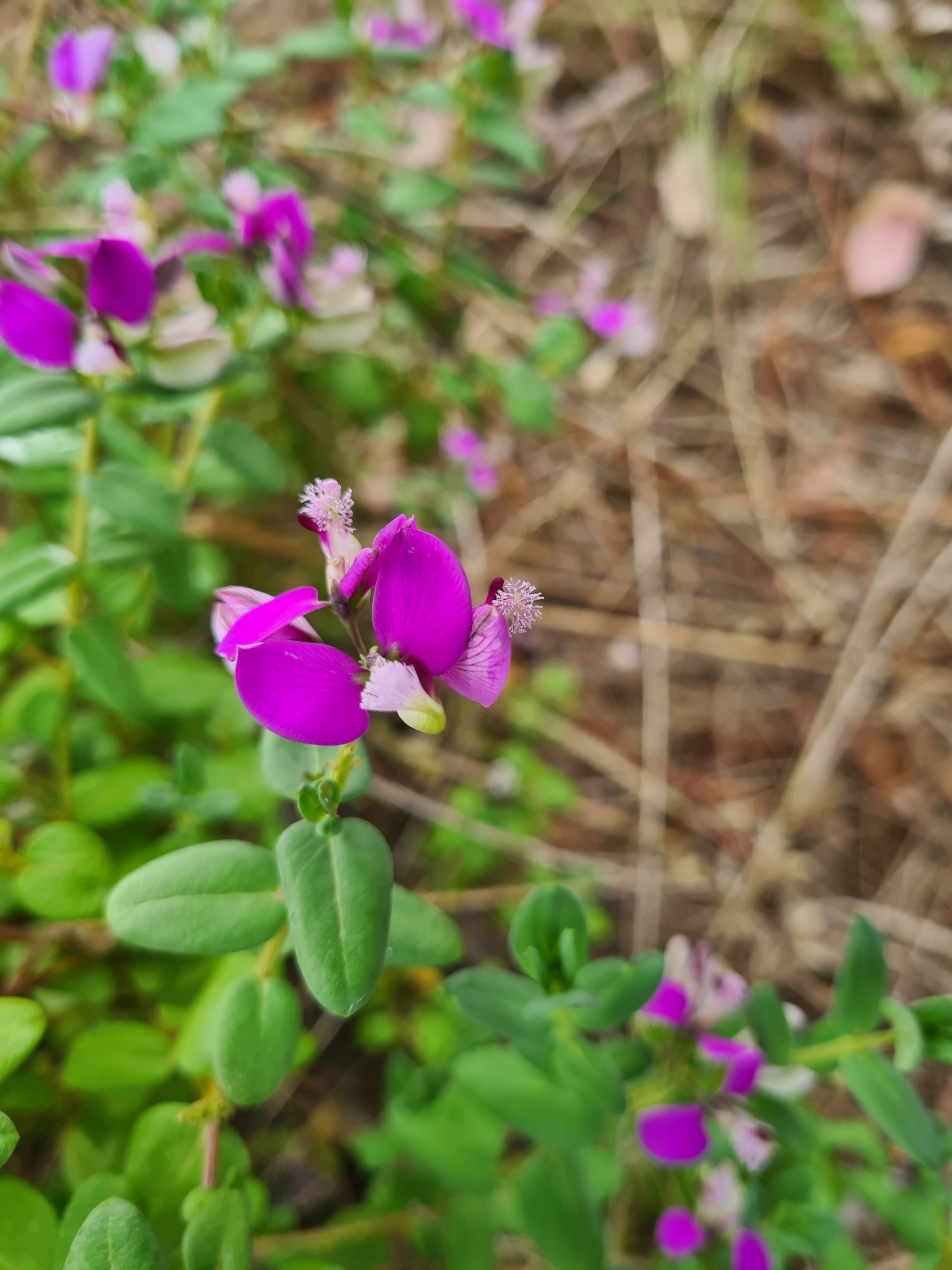 Polygala myrtifolia L.