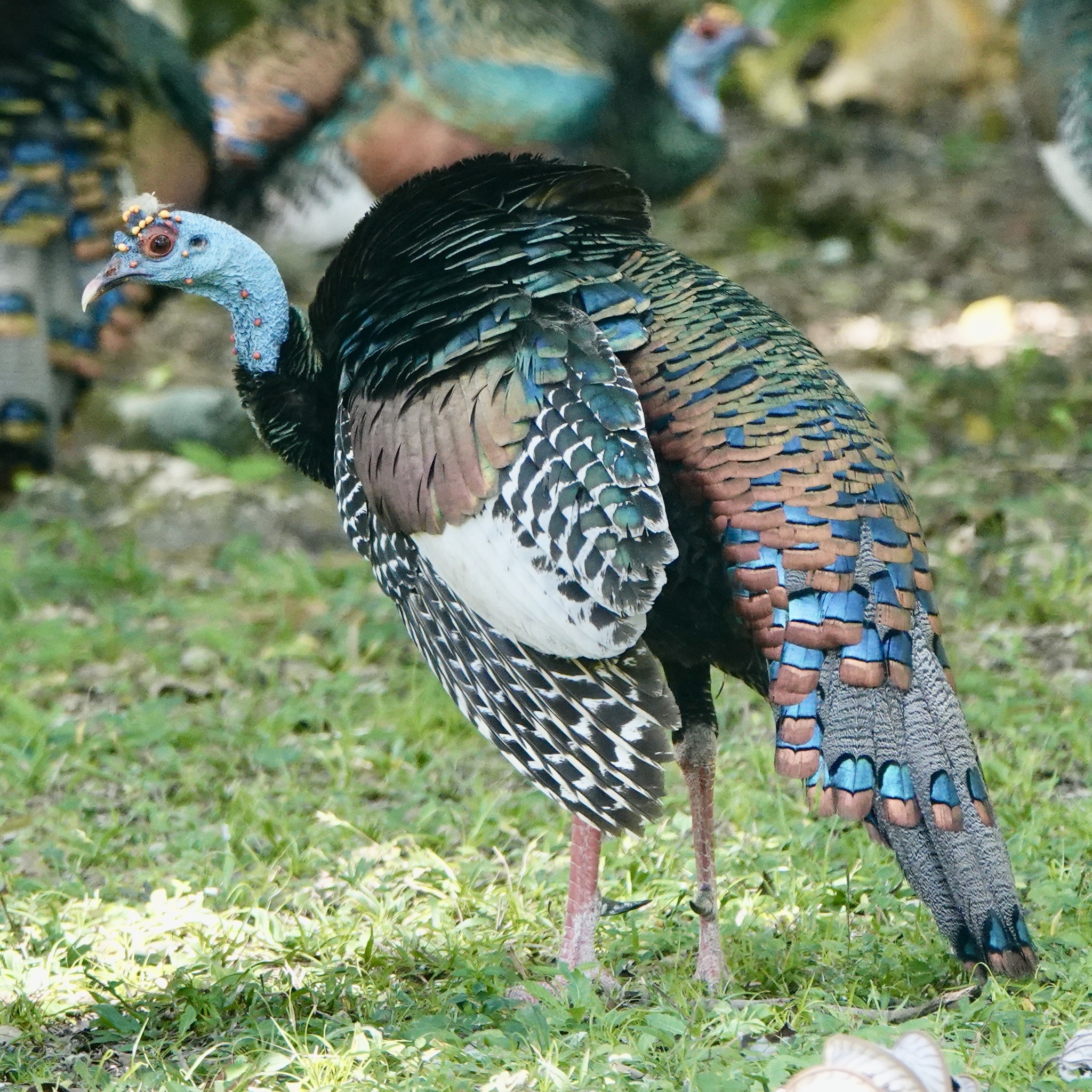 Meleagris ocellata Cuvier, 1820