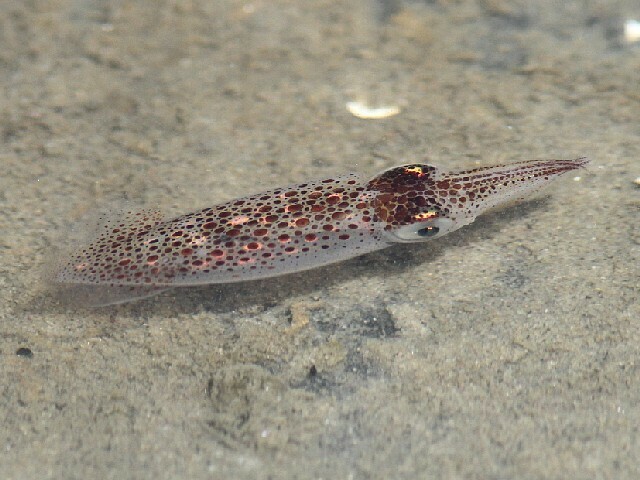 Longfin Inshore Squid from Cupsogue County Park, Suffolk County, NY ...