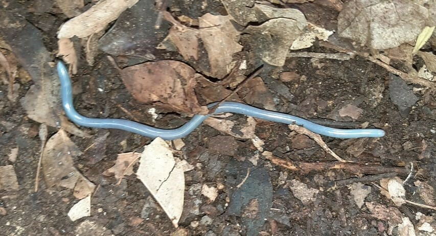 Caecilia from Santa María Atzompa, Oaxaca, Mexico on September 25, 2020 ...