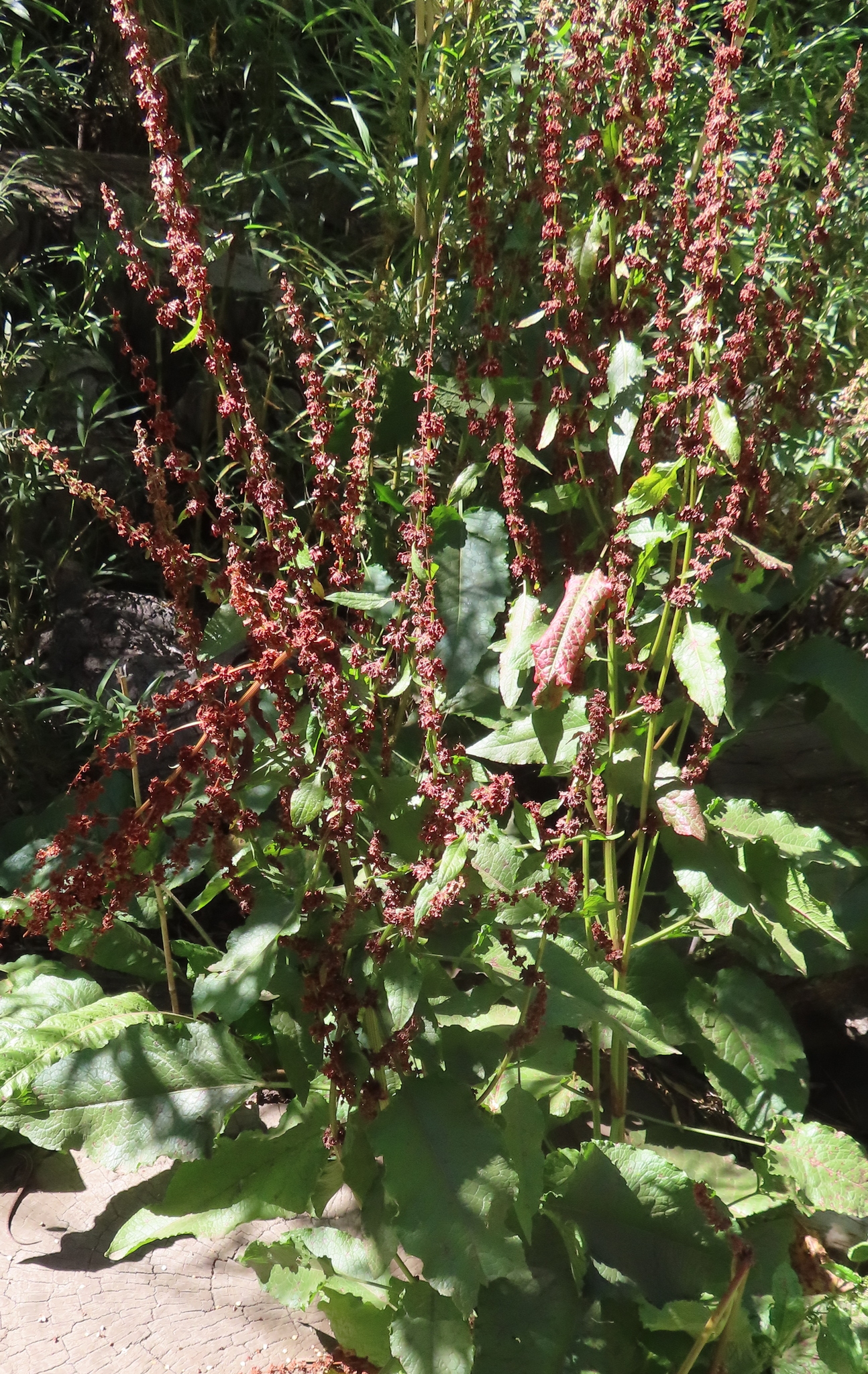 Rumex occidentalis (Michx.) S.Watson